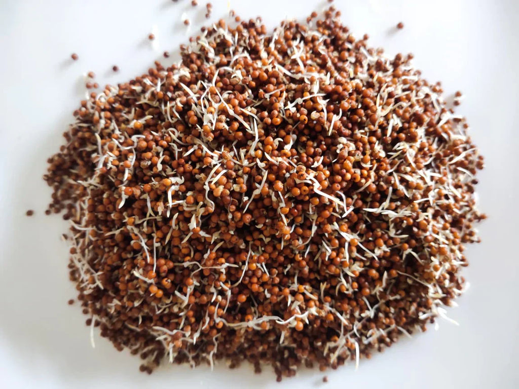 What happens after we sprout millets? – NIHKAN